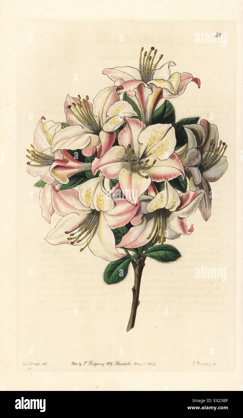 Azalea botanical illustration hi-res stock photography and images - Alamy