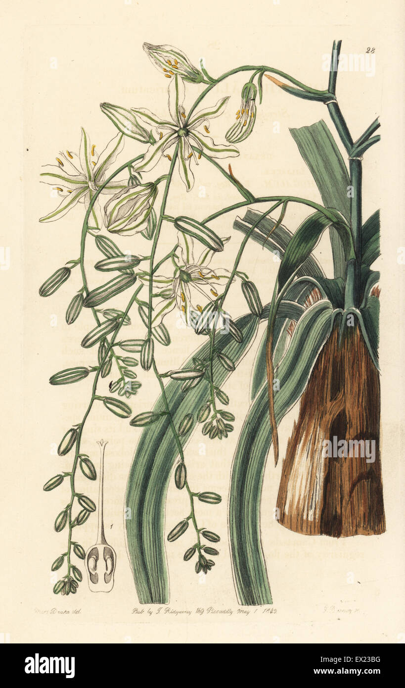 Chlorogalum pomeridianum var divaricatum hi-res stock photography and ...