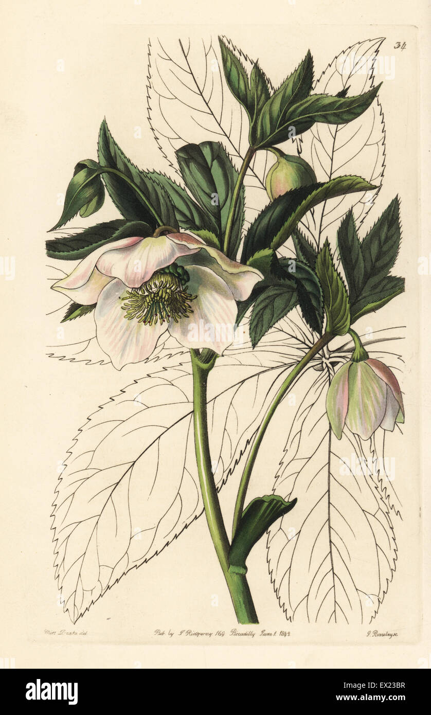Botanical illustration of hellebore hi-res stock photography and images ...