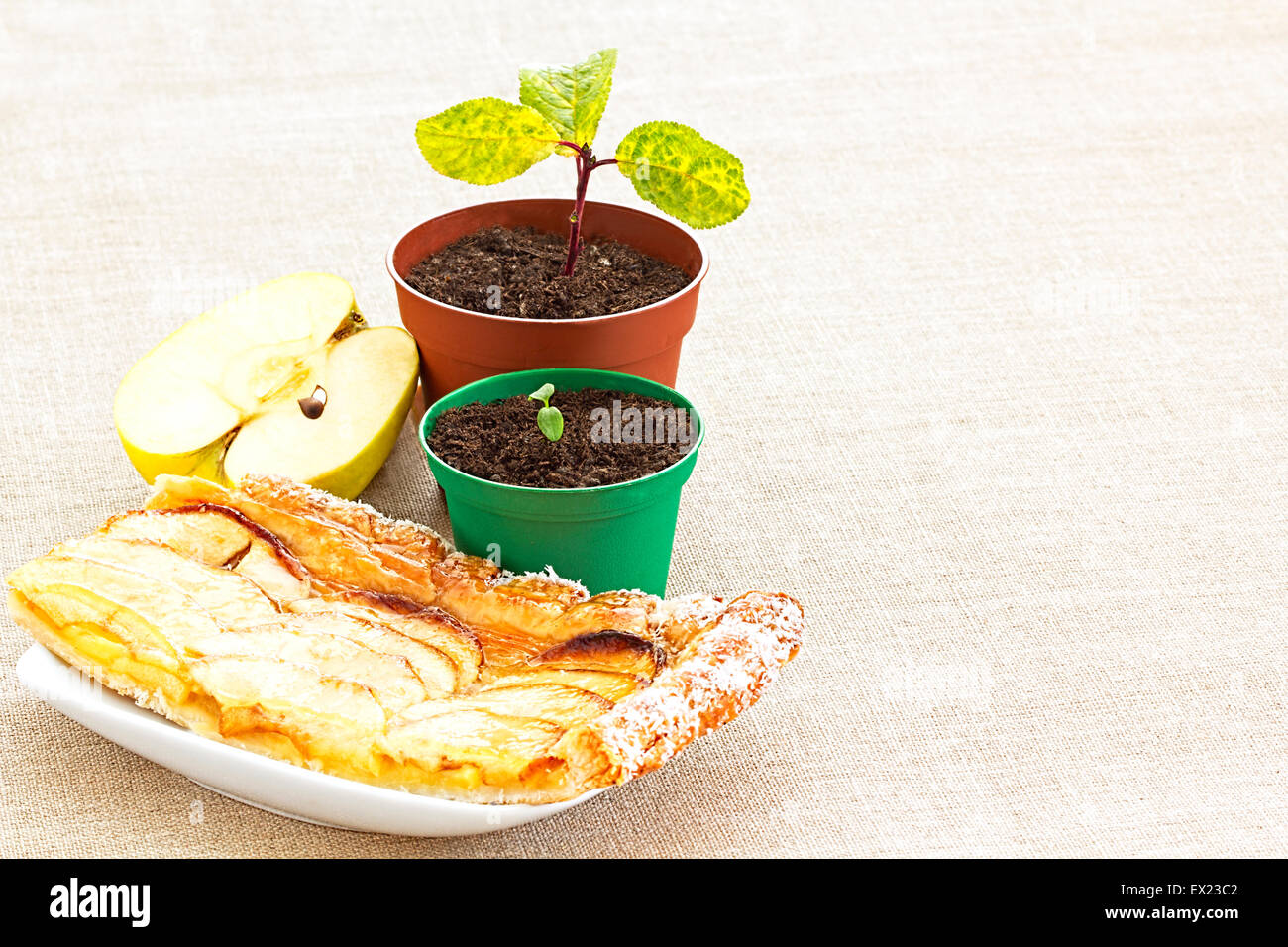 Life cycle of apple tree hi-res stock photography and images - Alamy