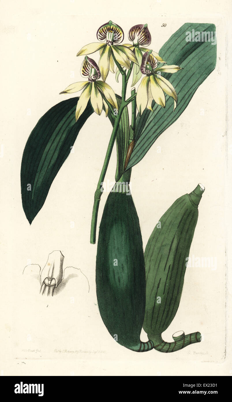 Cockleshell orchid, Prosthechea cochleata (Lance-leaved epidendrum ...