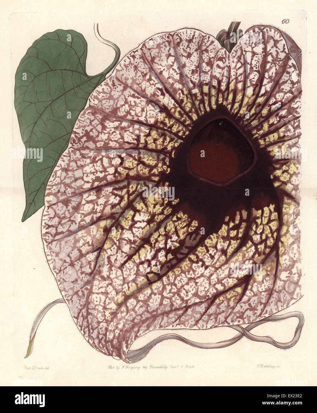 Pelican flower, Aristolochia grandiflora (Giant birthwort, Aristolochia ...