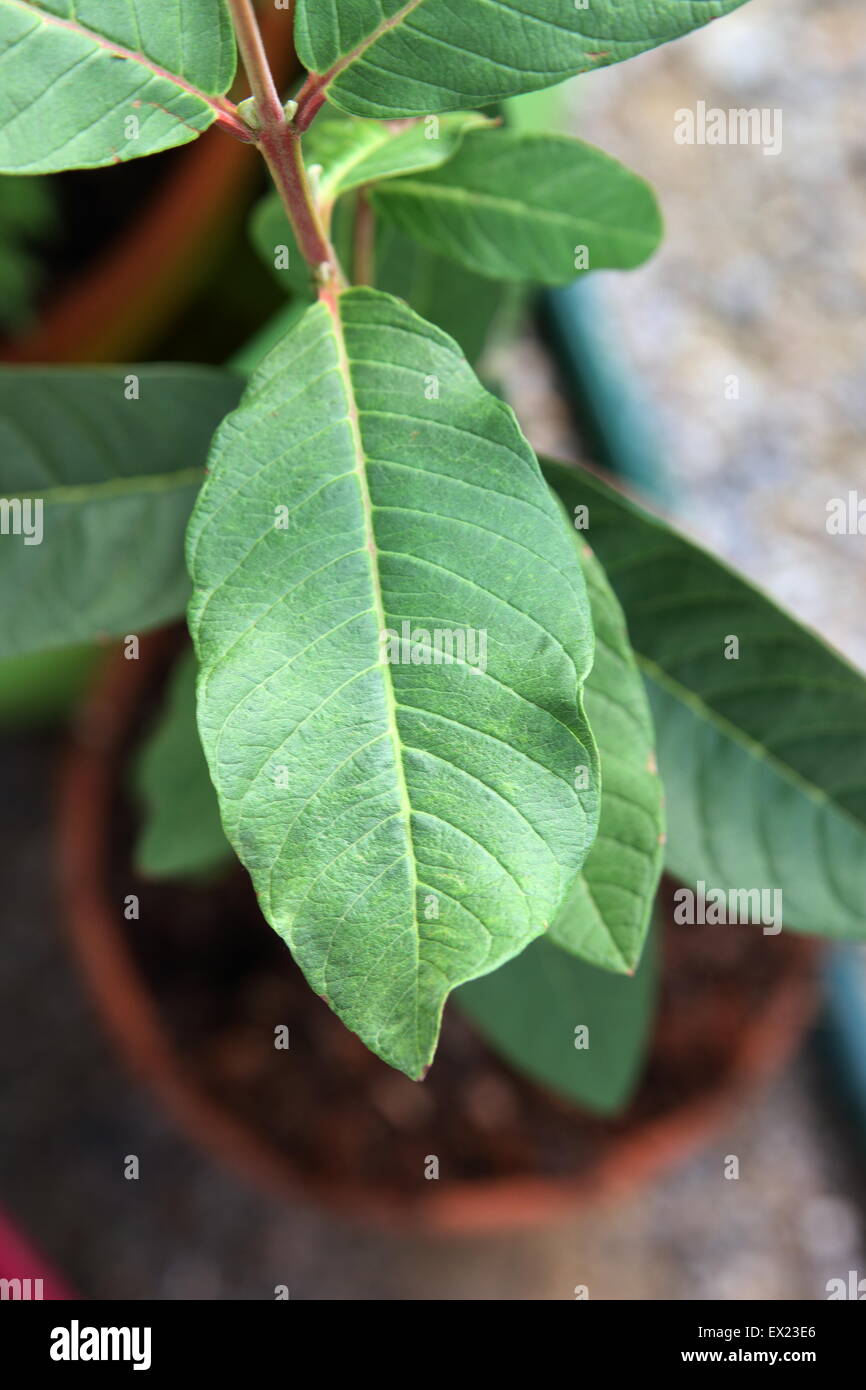 Guava leaf hi-res stock photography and images - Alamy