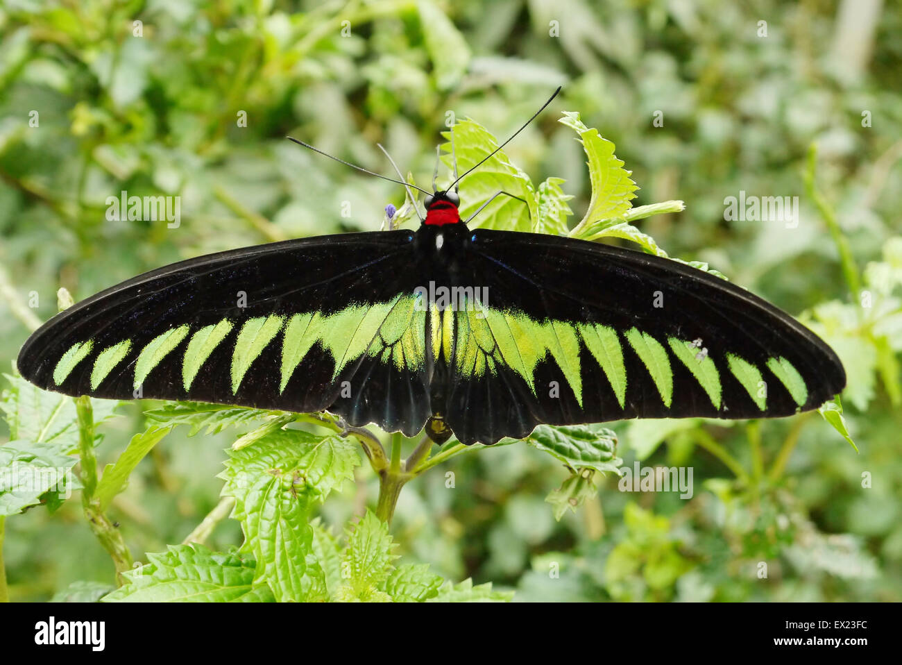 Portrait of a Butterfly Stock Photo - Alamy