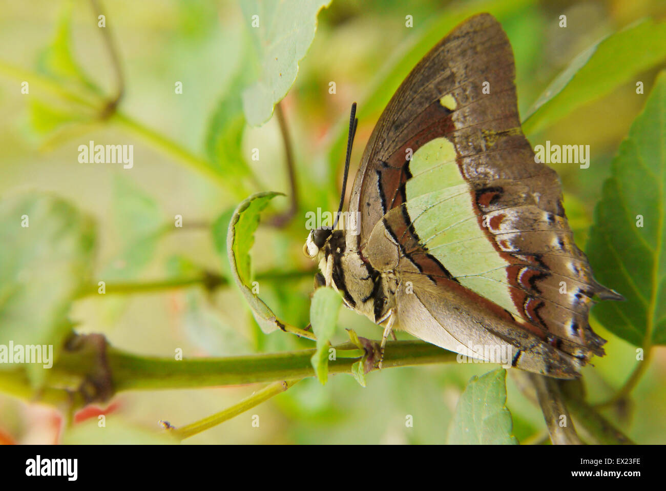 Portrait of a Butterfly Stock Photo - Alamy