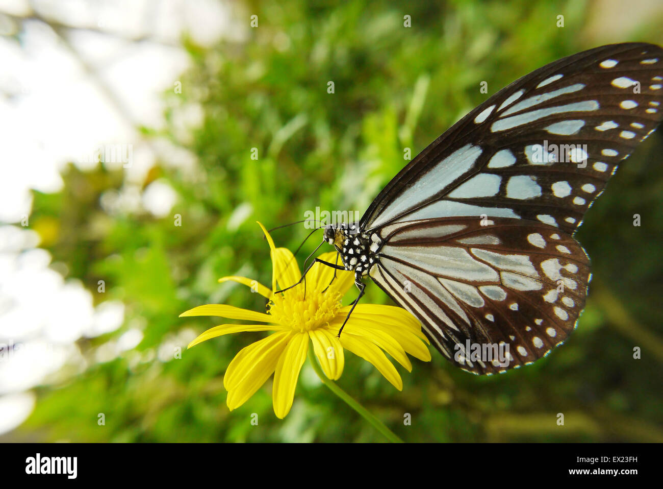 Portrait of a Butterfly Stock Photo - Alamy