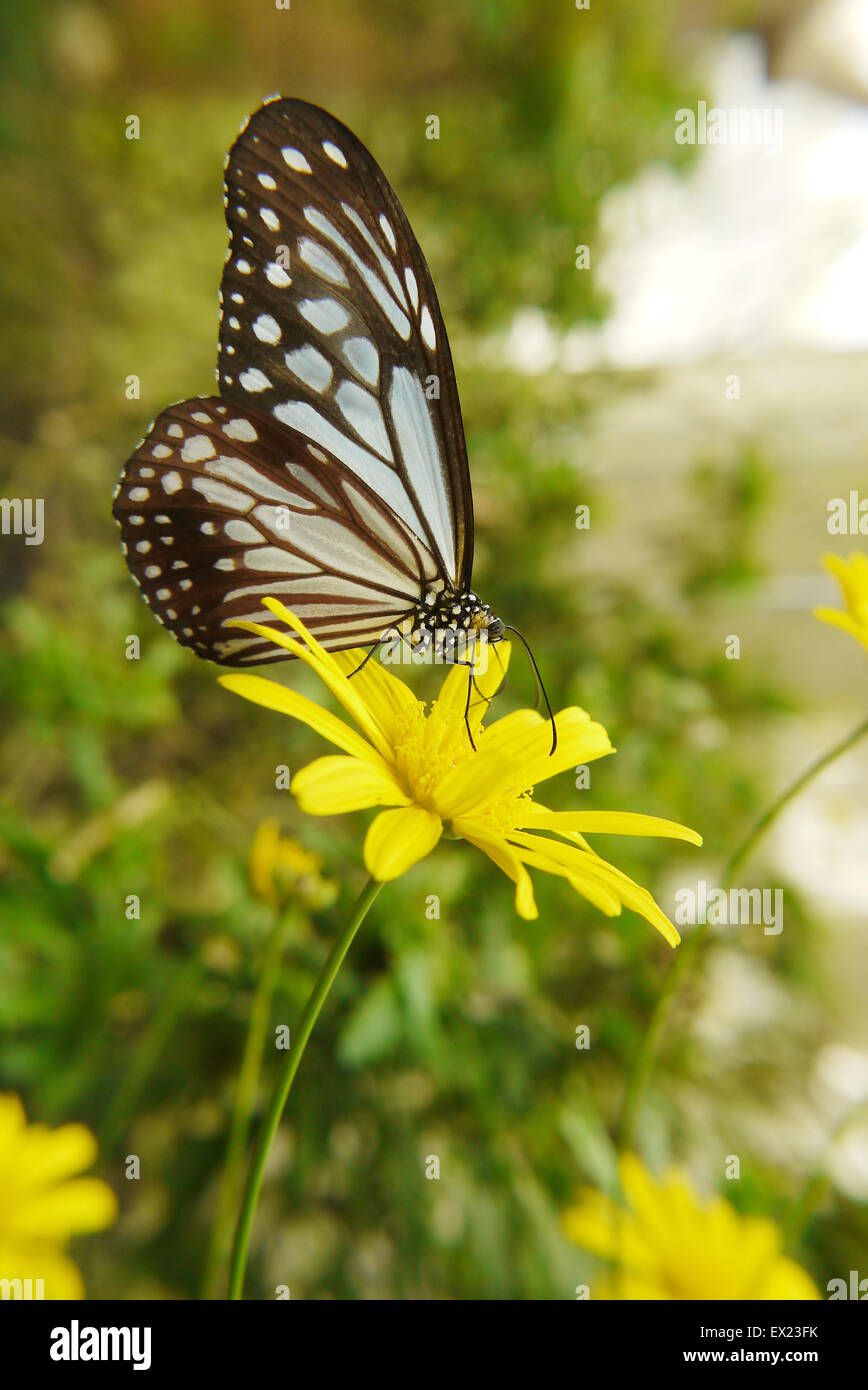 Portrait of a Butterfly Stock Photo - Alamy