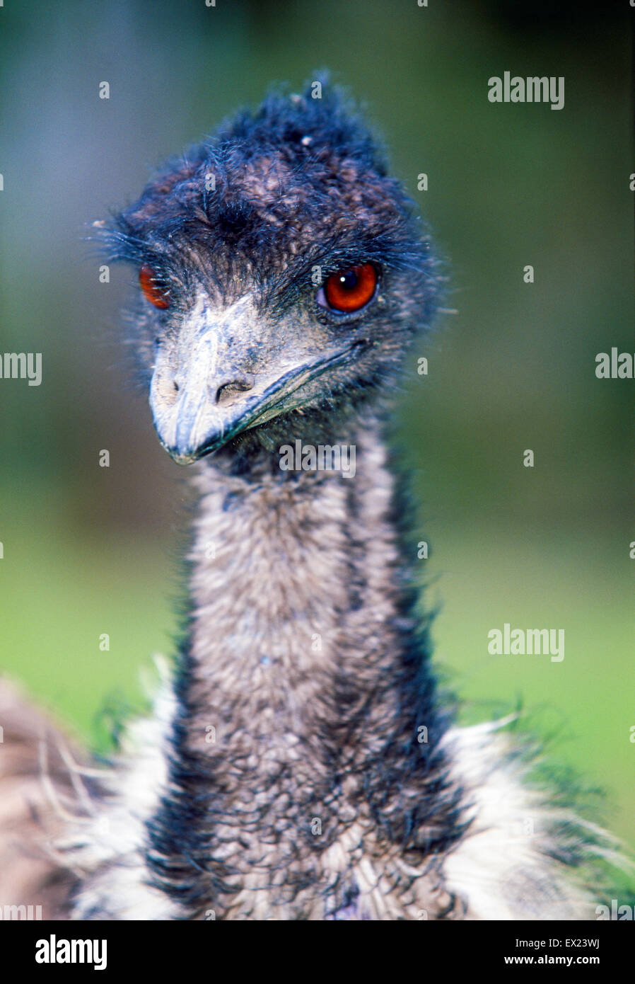 Head and neck portrait of a captive emu in Tasmania Stock Photo - Alamy