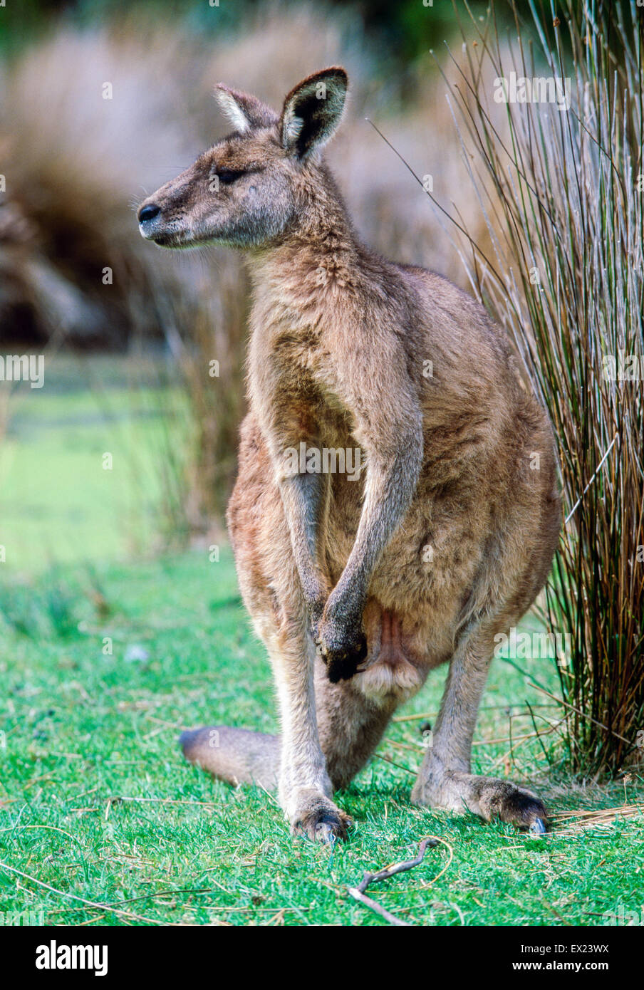 A captive Forester kangaroo (Macropus giganteus tasmaniensis) in ...