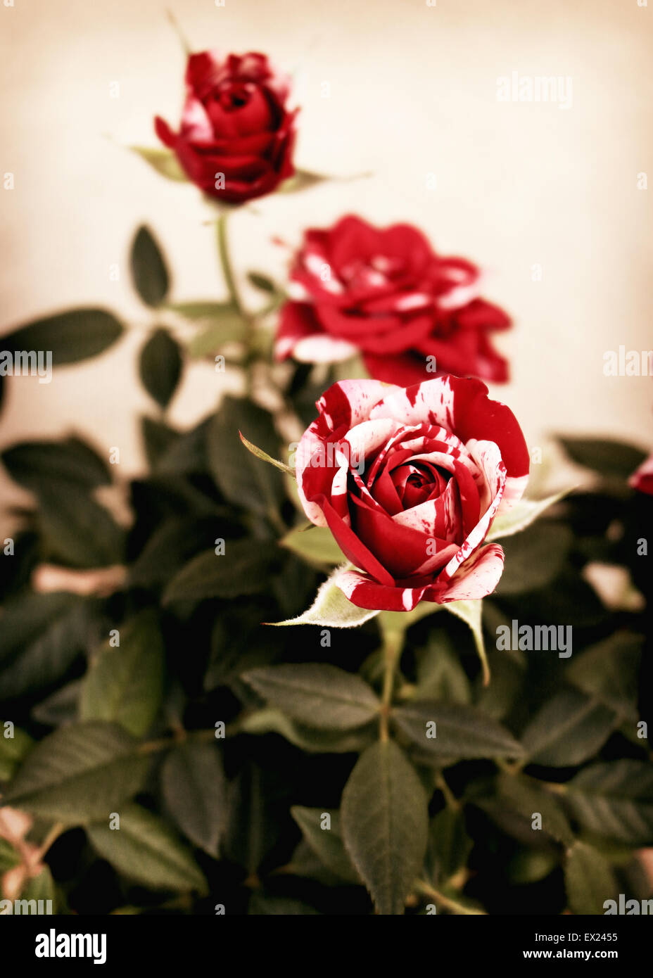 White rose roses hi-res stock photography and images - Alamy