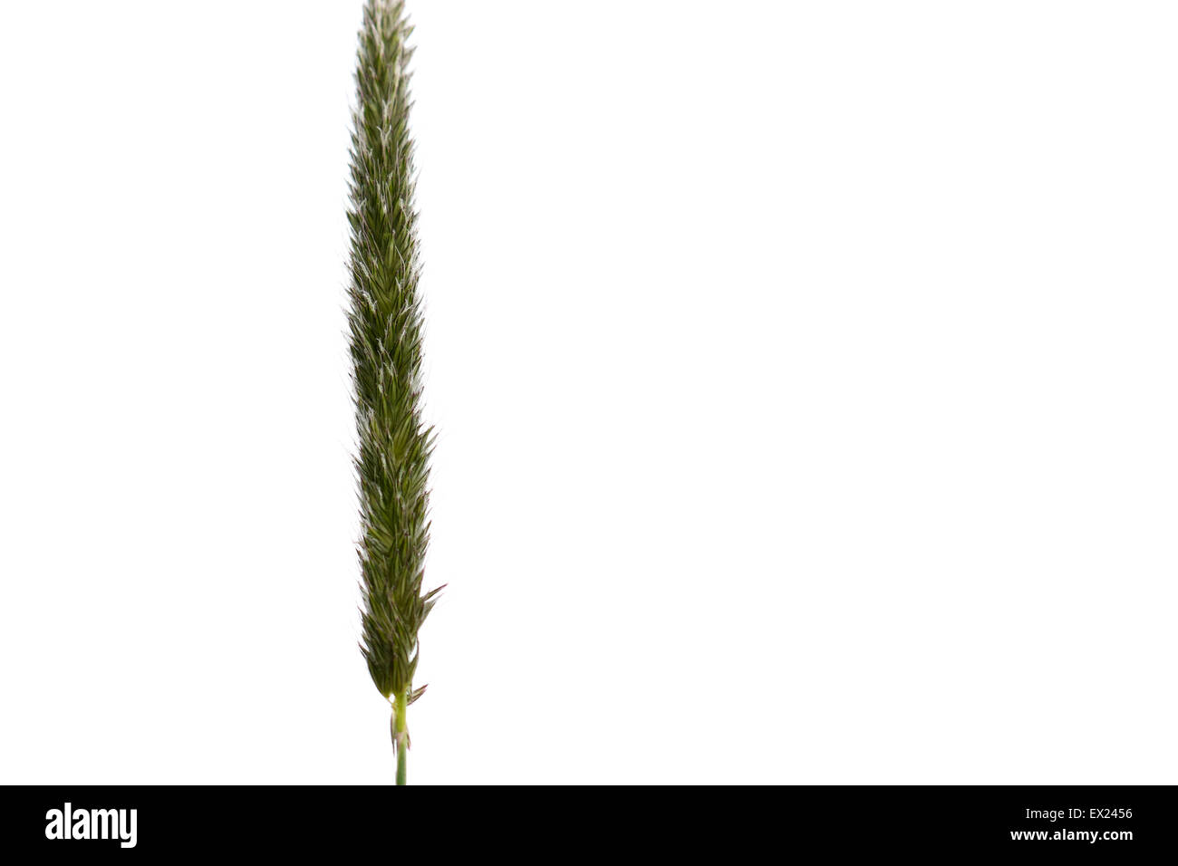 Single reed Cut Out Stock Images & Pictures - Alamy