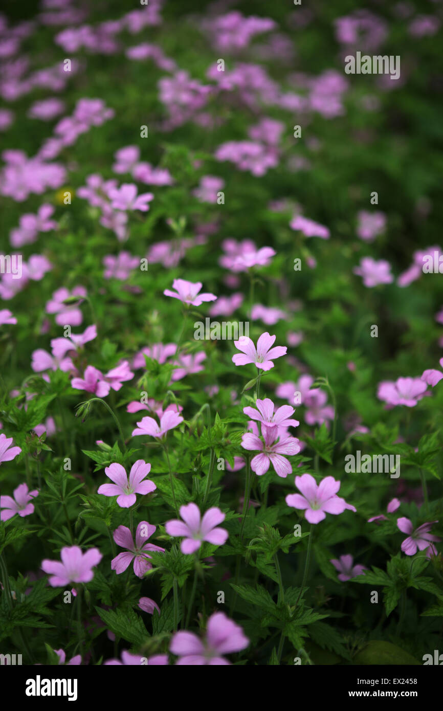 Geranium Endressii High Resolution Stock Photography and Images - Alamy
