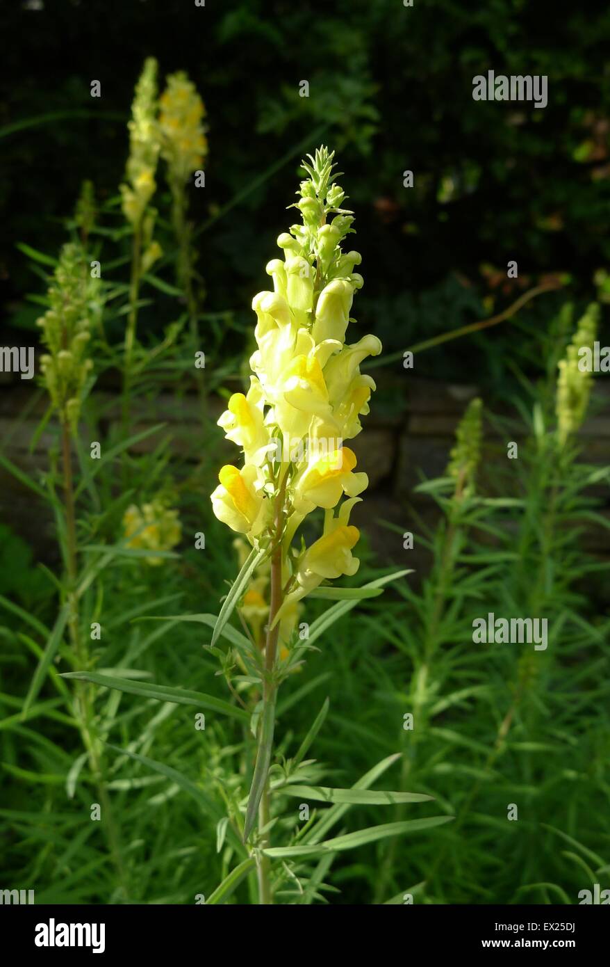 Toadflax flower hi-res stock photography and images - Alamy