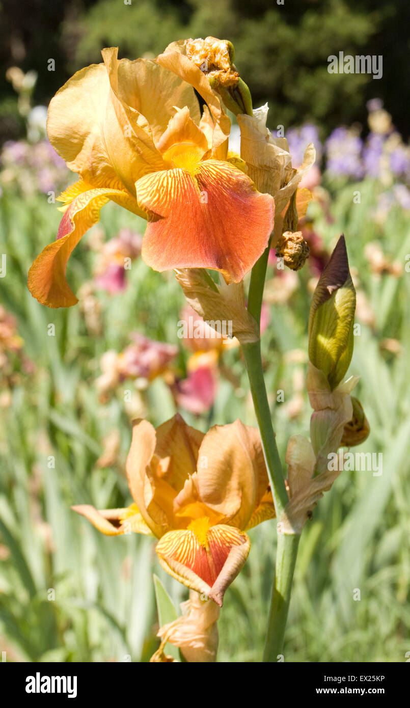 Two irises of double yellow and red colours in garden Stock Photo - Alamy