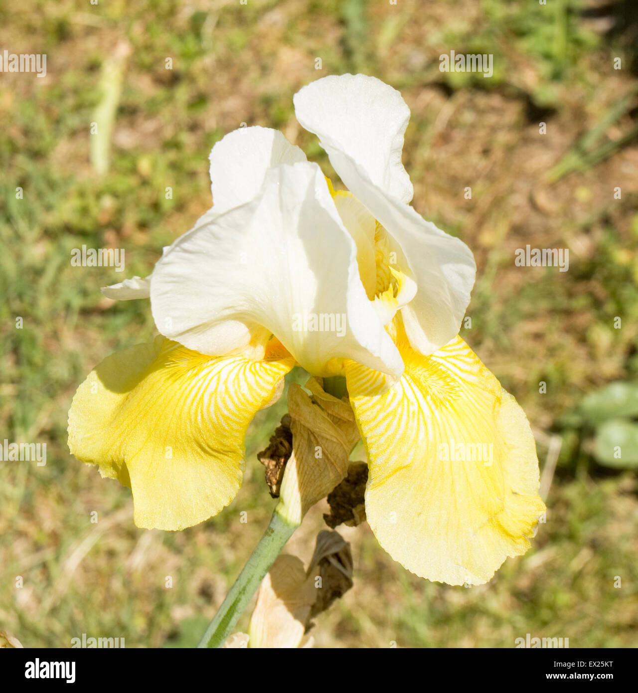 One iris of double white and yellow colours in garden Stock Photo - Alamy