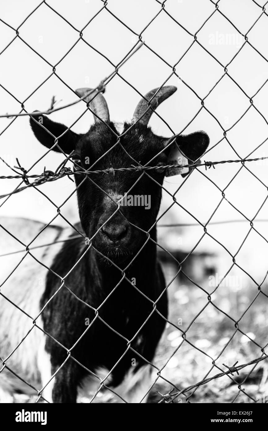 Jail fencing hi-res stock photography and images - Alamy