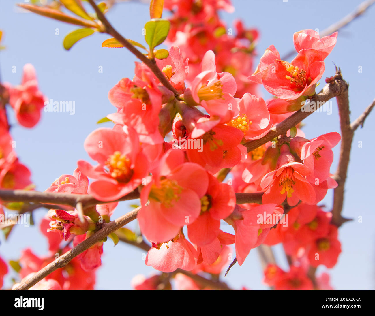Flowers of quince red colour on blue sky Stock Photo - Alamy