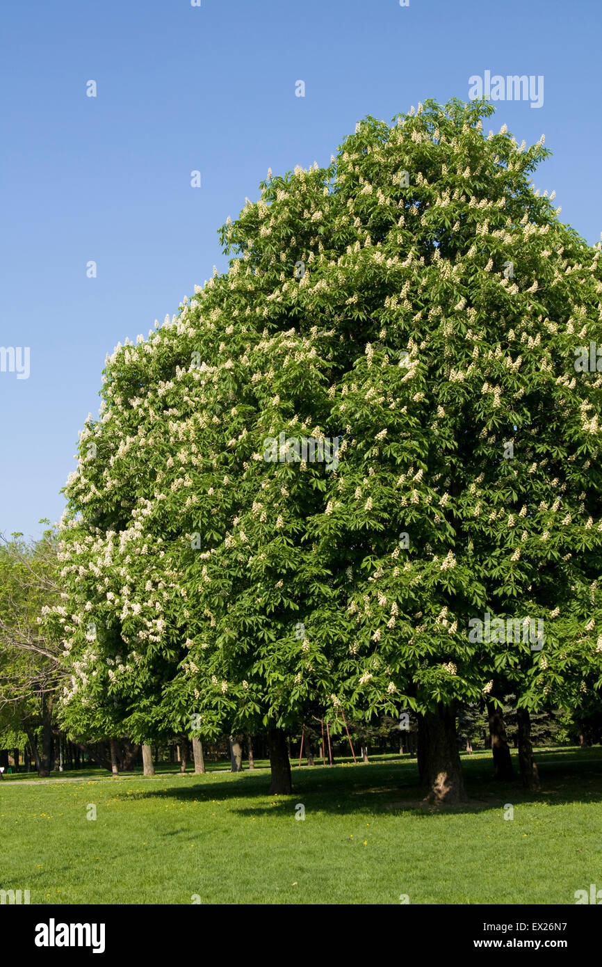 Blossom Of Chestnut Tree High Resolution Stock Photography and Images ...