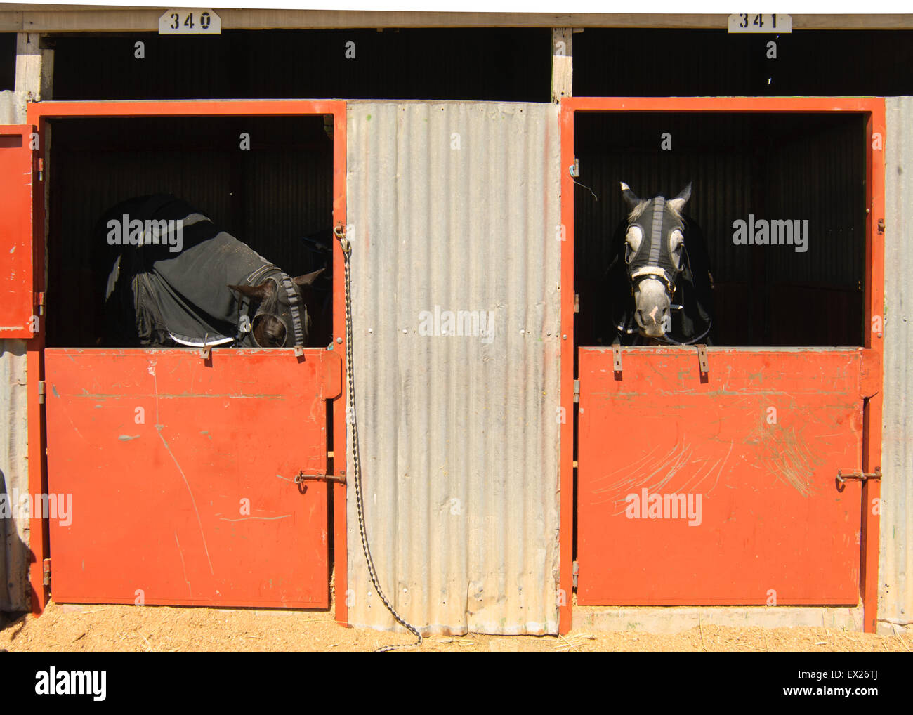 Preparing animals for country show hi-res stock photography and images ...