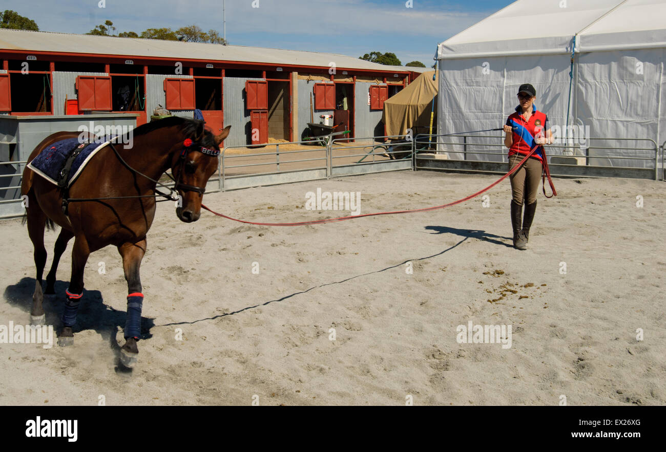 Preparing horses to the show at Royal Adelaide Show, South Australia ...