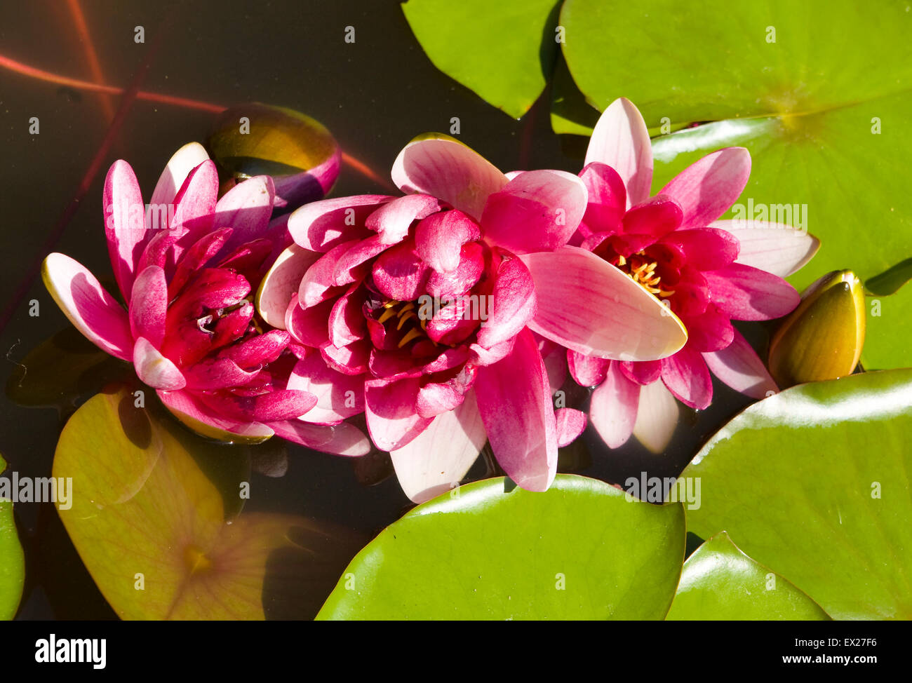 Three crimson water lilies with leaves on water Stock Photo - Alamy