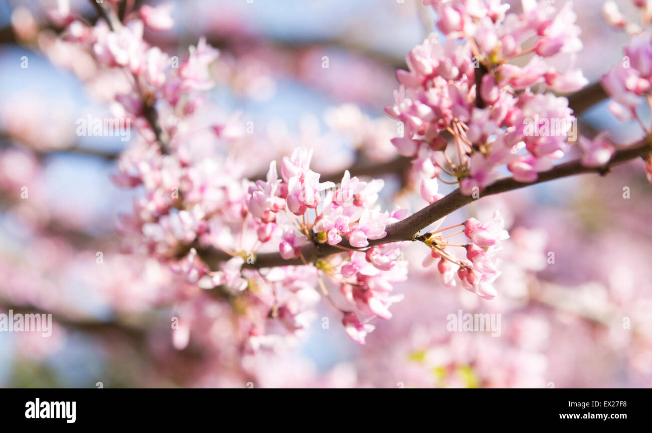Branch of Eastern redbud, also called as Judas tree, latin name Cercis ...