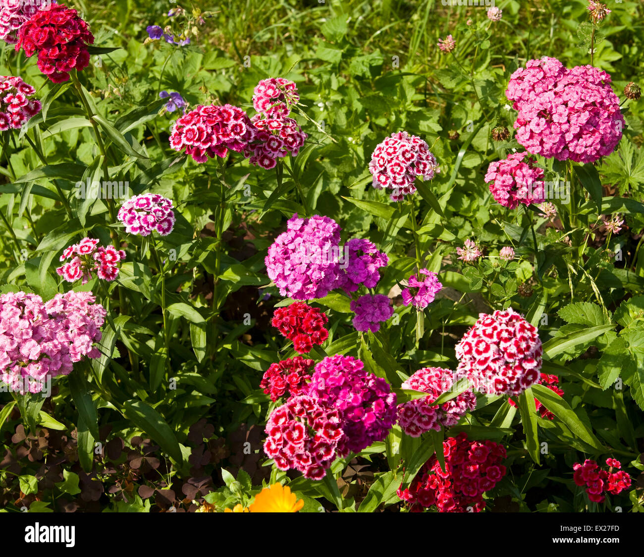 Clavulus red flower hi-res stock photography and images - Alamy