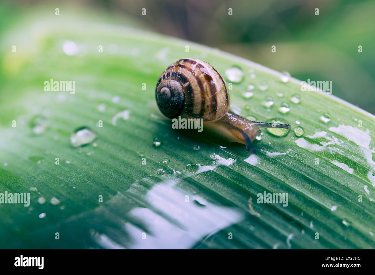 Rain drops around a snail Stock Photo - Alamy