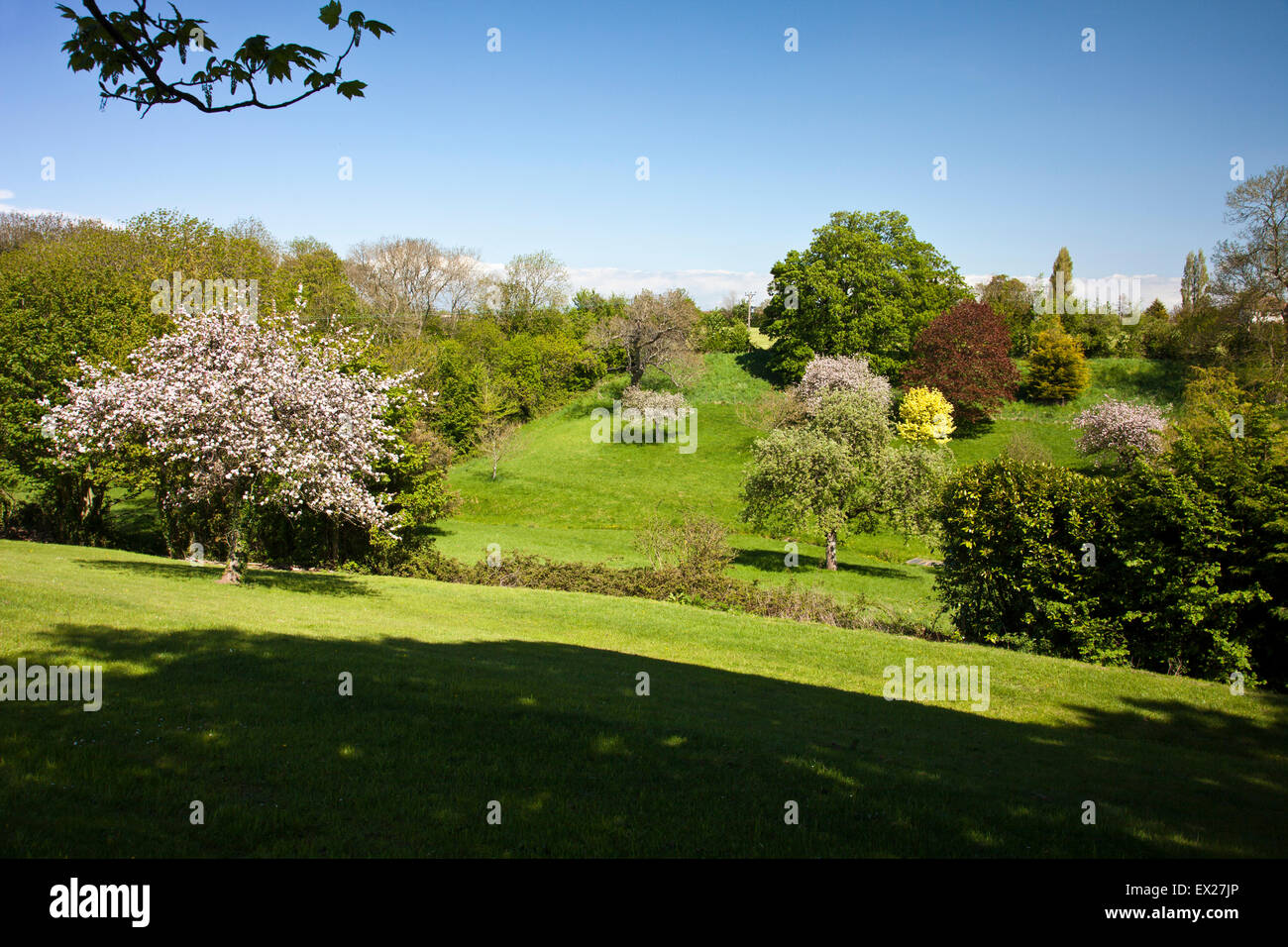Colourful new spring leaf growth and blossom in Cossington, Somerset ...