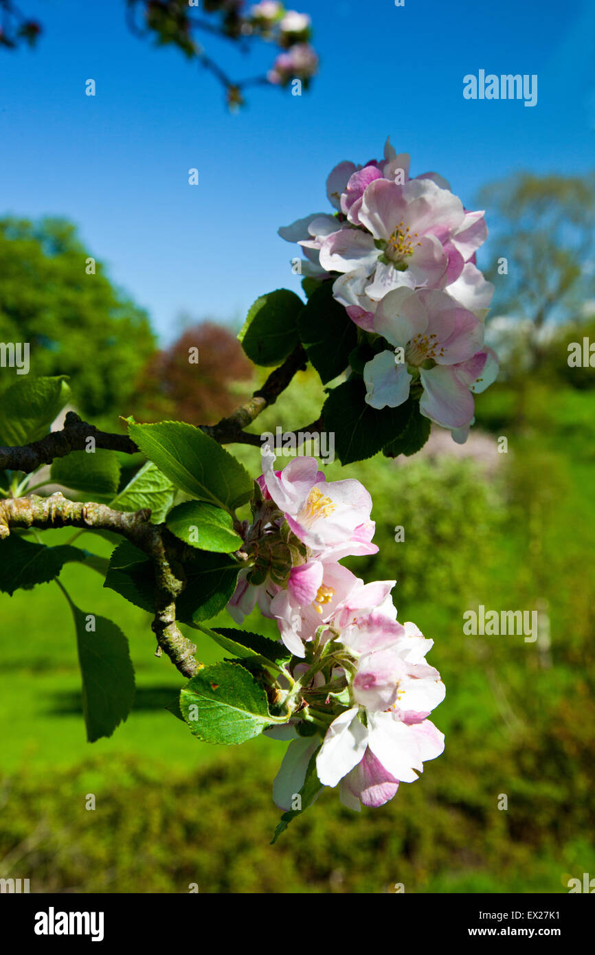 Spring blossom countryside uk hi-res stock photography and images - Alamy