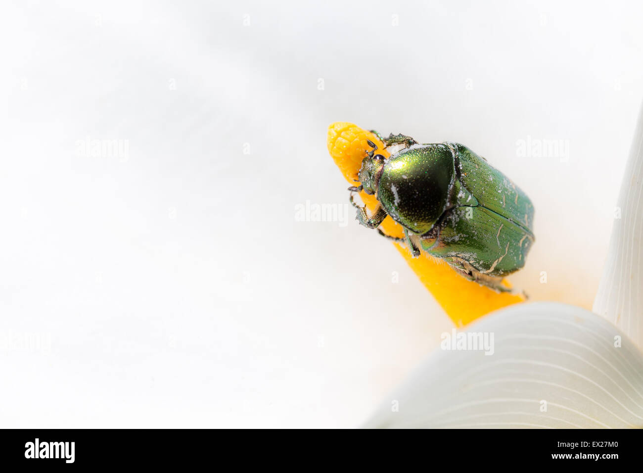 Edge bug hi-res stock photography and images - Alamy