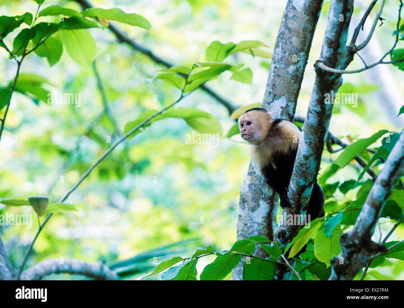 Male capuchin monkey on tree branch in forest in Osa Peninsula, Costa ...