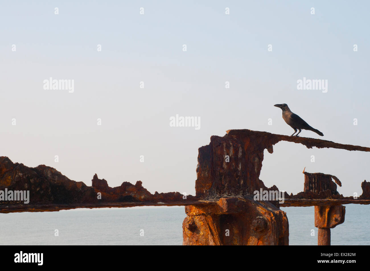 Pier bird hi-res stock photography and images - Alamy