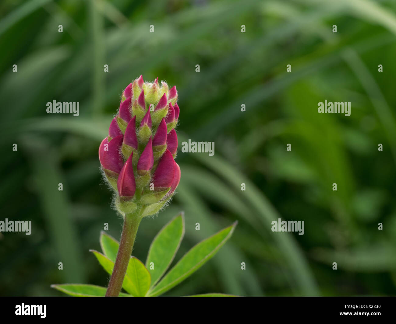 Lupin petals hi-res stock photography and images - Alamy