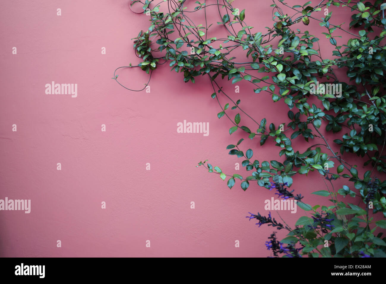 Rustic pink wall with green leaves and purple flowers. Background Stock ...