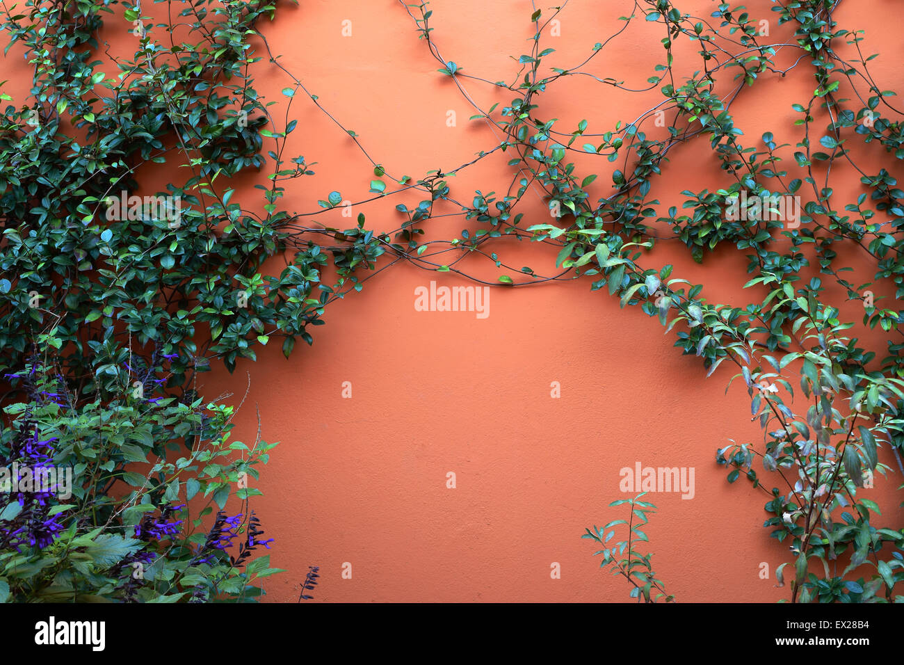 Rustic orange wall with green leaves and purple flowers. Background ...