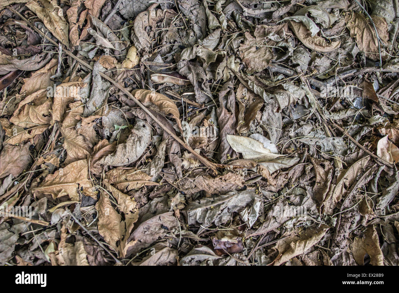 dry leaf litter Stock Photo - Alamy