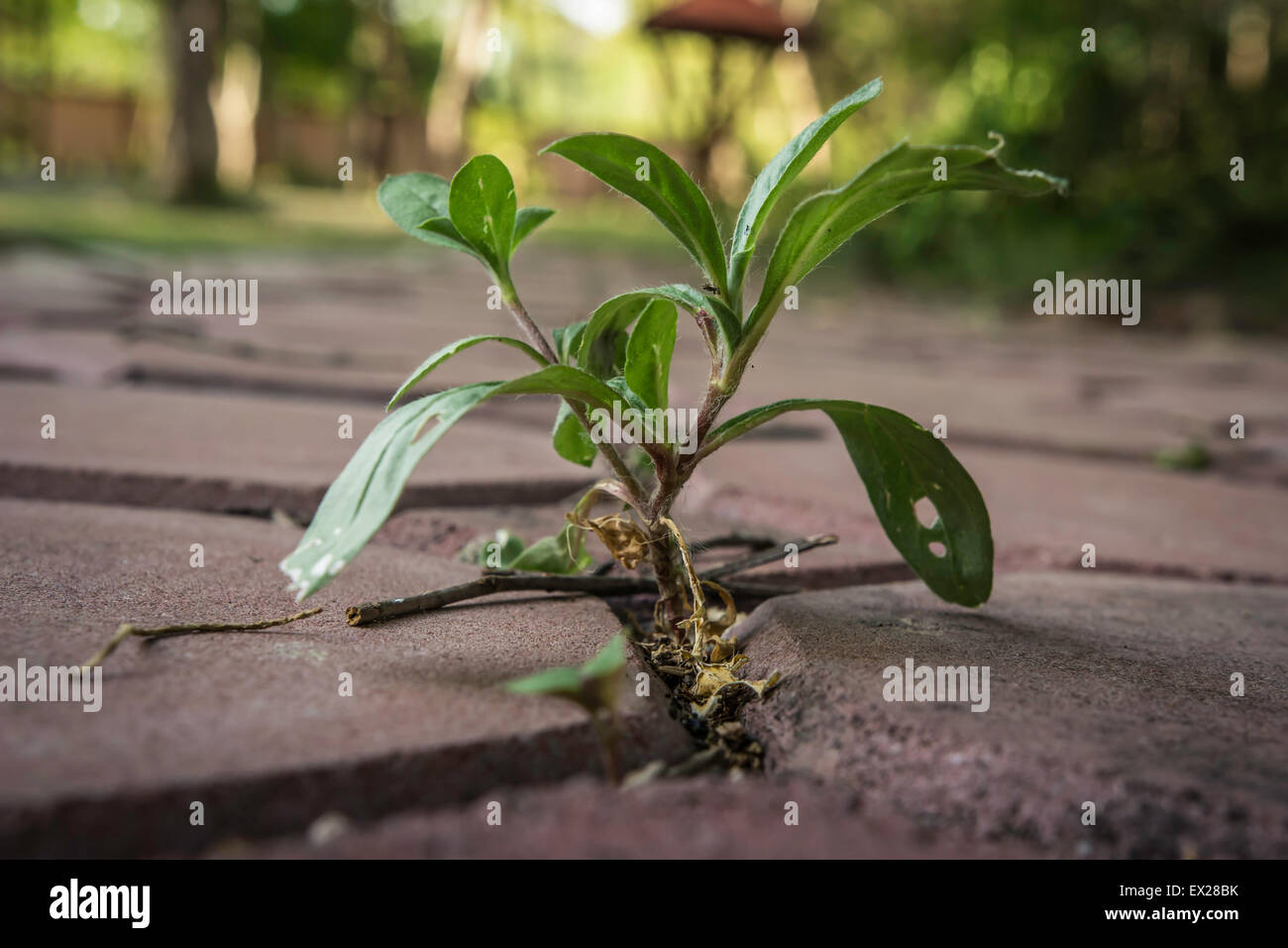 Trees grow and stones liter Stock Photo - Alamy