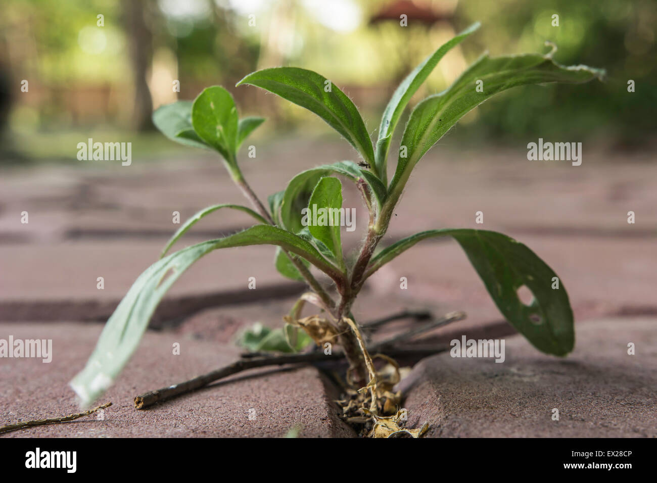 Trees grow and stones liter Stock Photo - Alamy