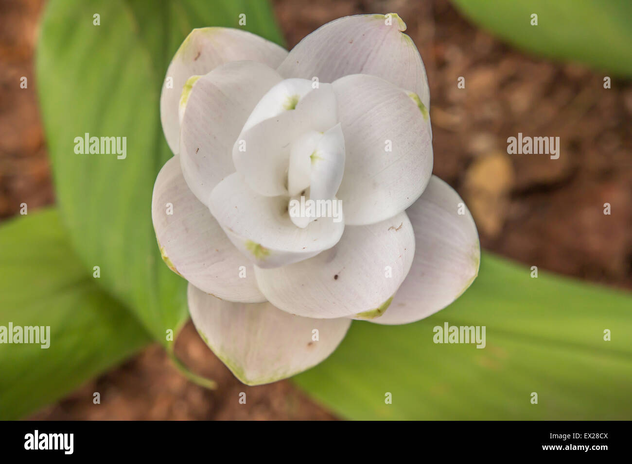 flower blossom bloom Stock Photo - Alamy