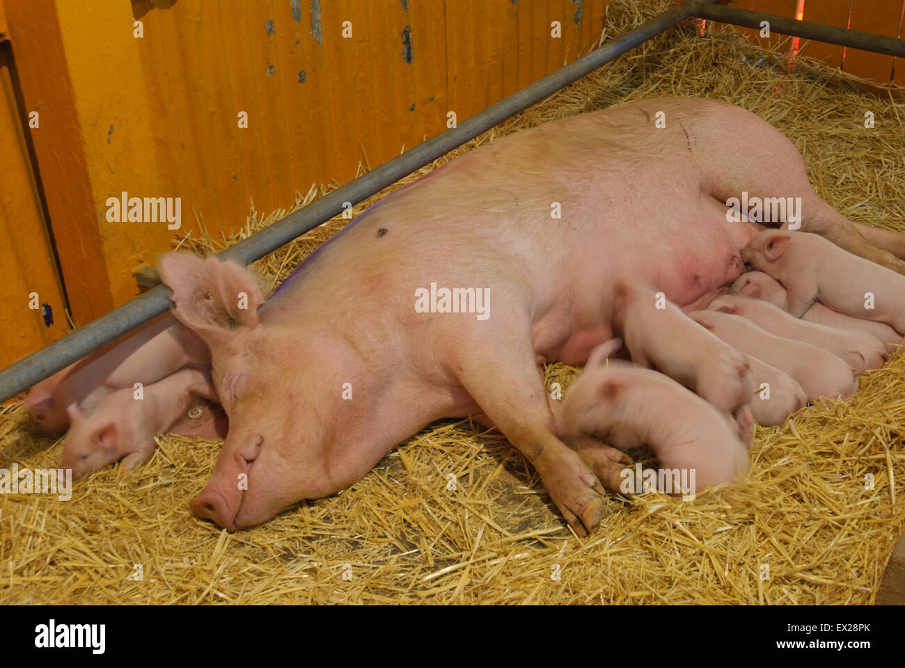 Pigs at Royal Adelaide Show, South Australia Stock Photo - Alamy