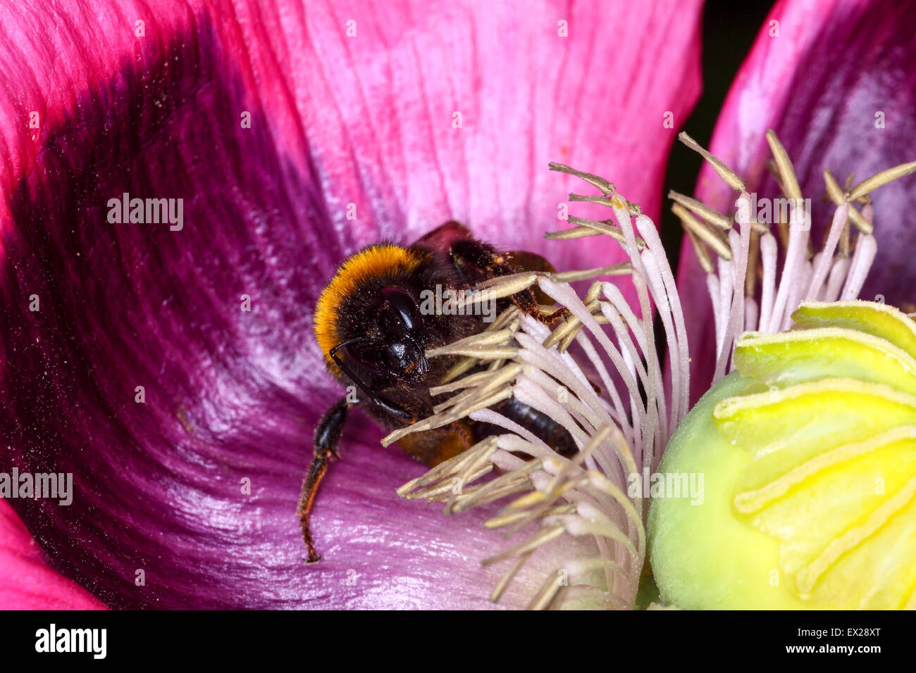 Bee pollinating a poppy flower Stock Photo - Alamy