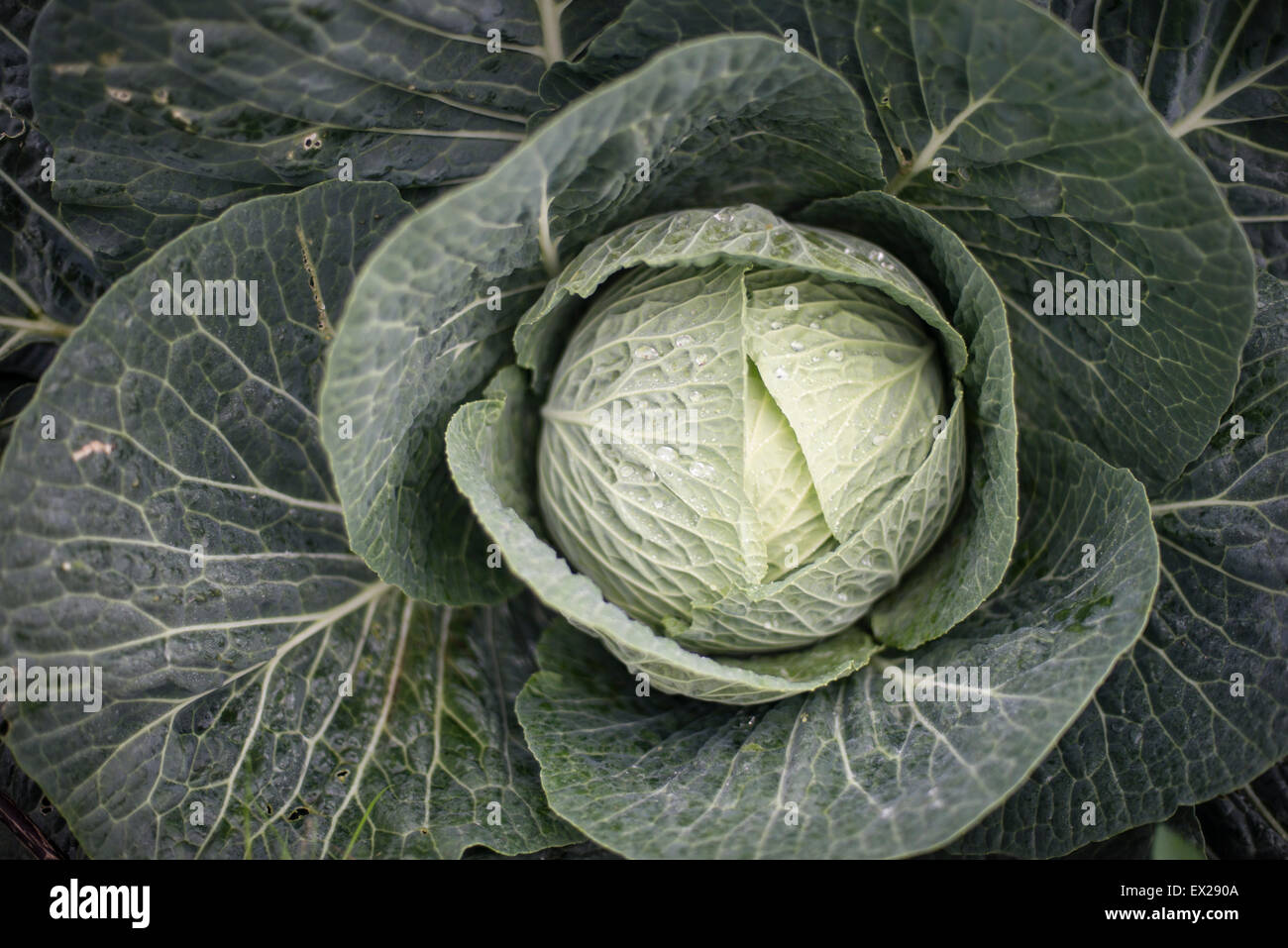 Vegetable harvesting system hi-res stock photography and images - Alamy