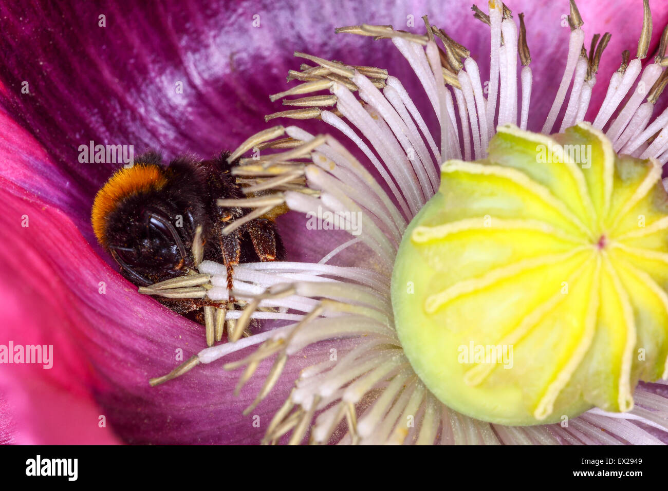 Bee pollinating a poppy flower Stock Photo - Alamy