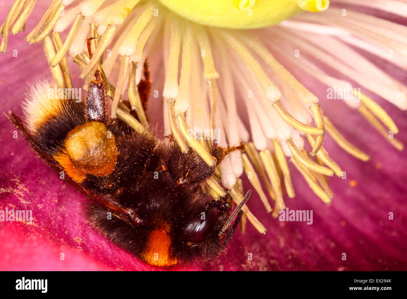 Bee pollinating a poppy flower Stock Photo - Alamy
