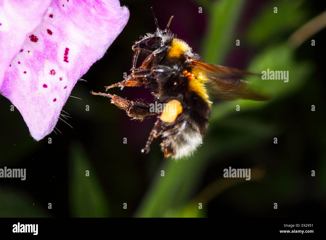Bee in flight Stock Photo - Alamy