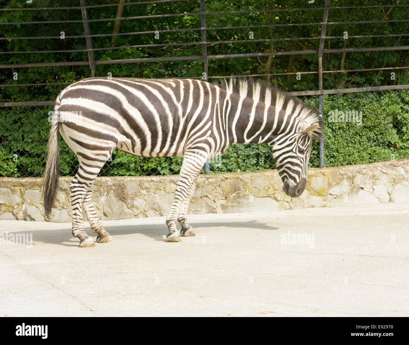 Zebra sort Zebra Chapman, latin name Equus burcheli antiquorum Stock ...