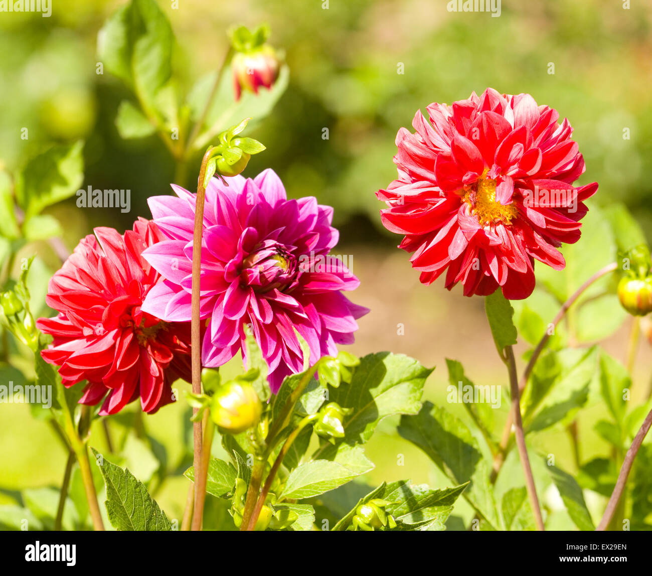 Three big flowers dahlia of crimson colour in garden Stock Photo - Alamy