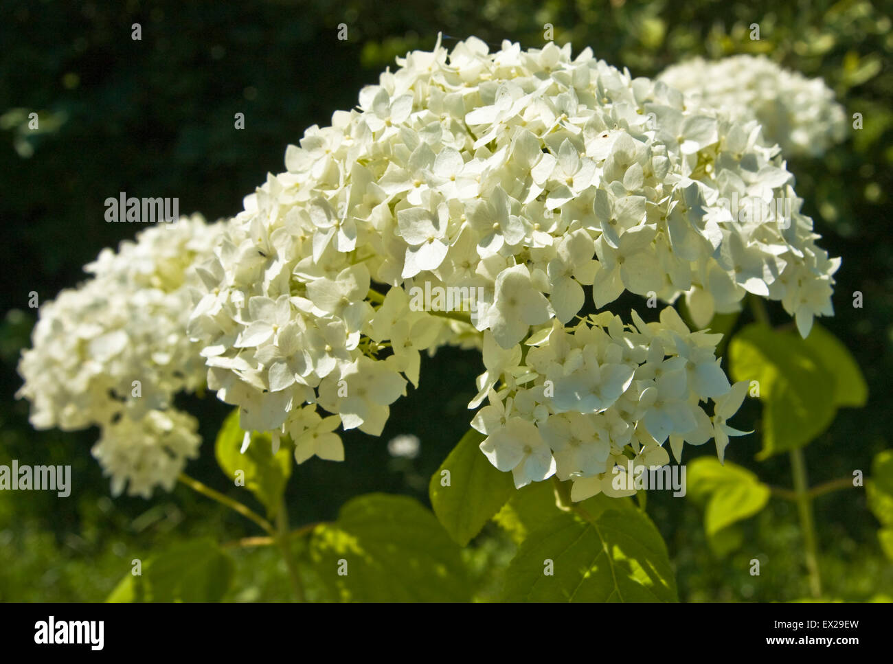 White hydrangea flower, close view, horizontal orientation Stock Photo ...