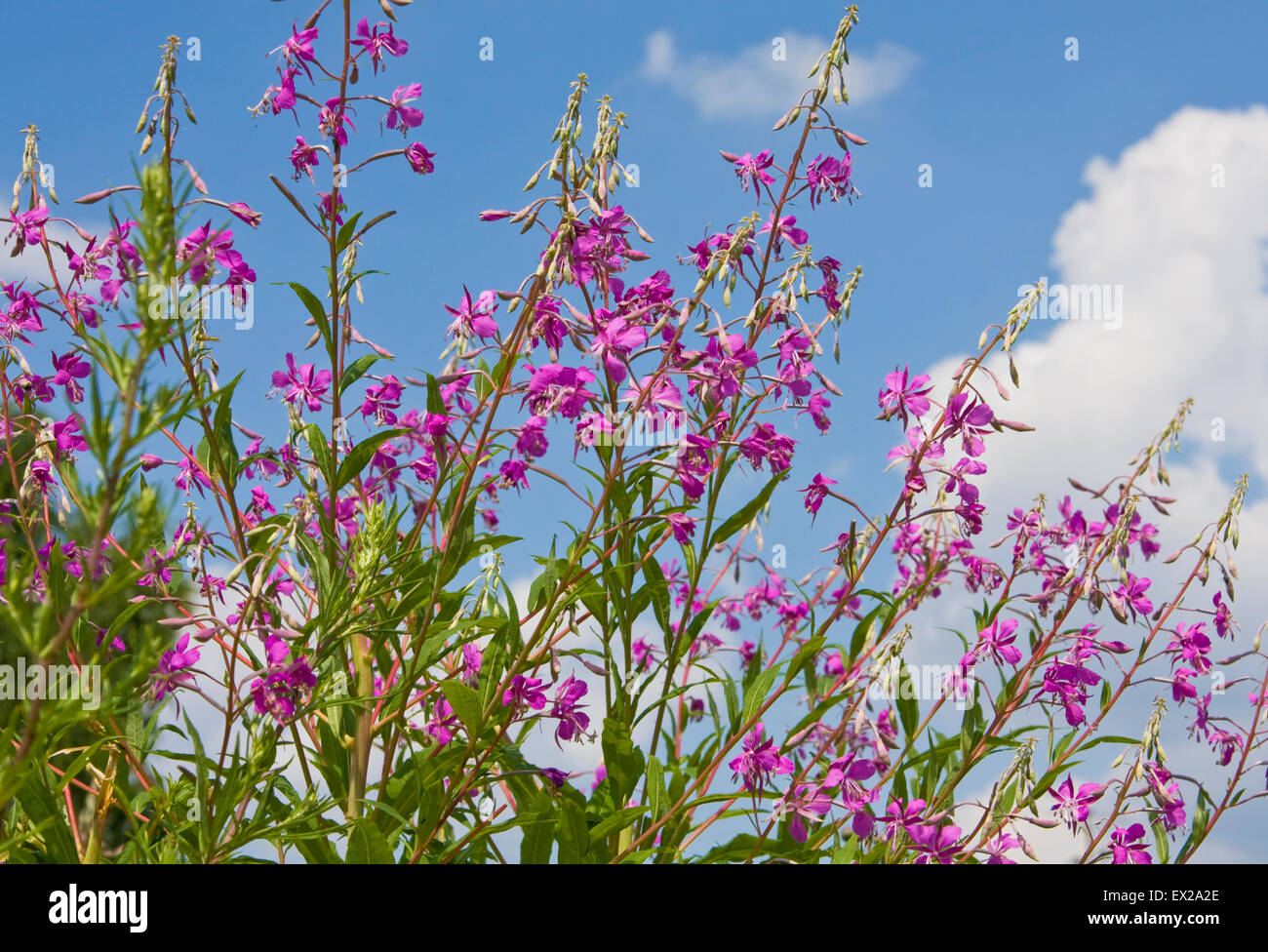 Willow weed hi-res stock photography and images - Alamy